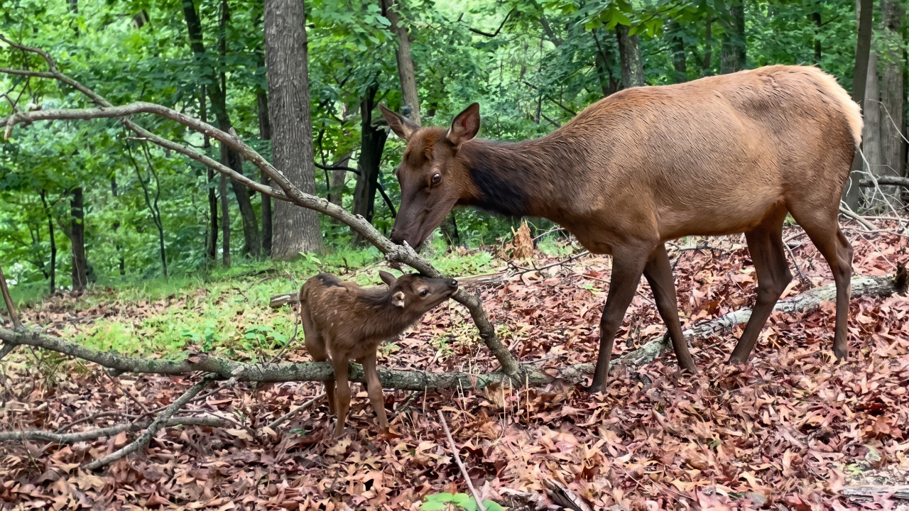 WATCH: New baby elk calves spotted at wildlife refuge near St. Louis ...